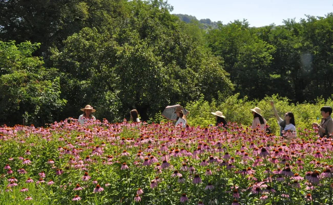 Csíki Emese: Ősi titkokat feltáró Székely herbárium | Hagyományok Háza